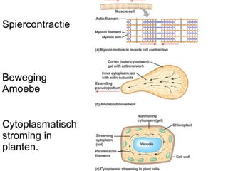 Hoofdstuk 6 cytoskelet | PPT