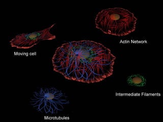 Hoofdstuk 6 cytoskelet | PPT