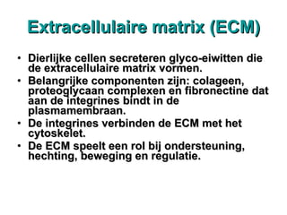Hoofdstuk 6 cytoskelet | PPT