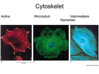 Hoofdstuk 6 cytoskelet | PPT