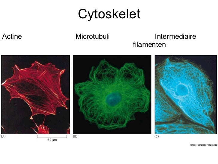 Hoofdstuk 6 cytoskelet
