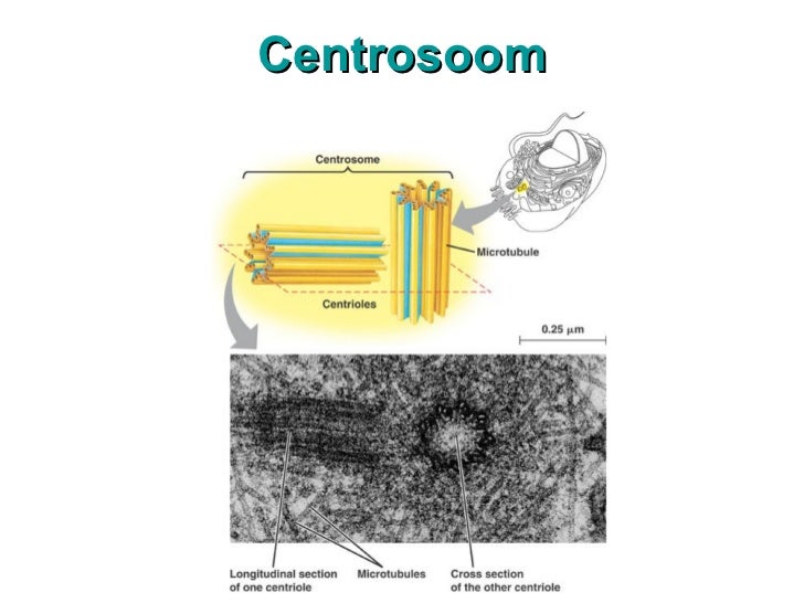 Hoofdstuk 6 cytoskelet