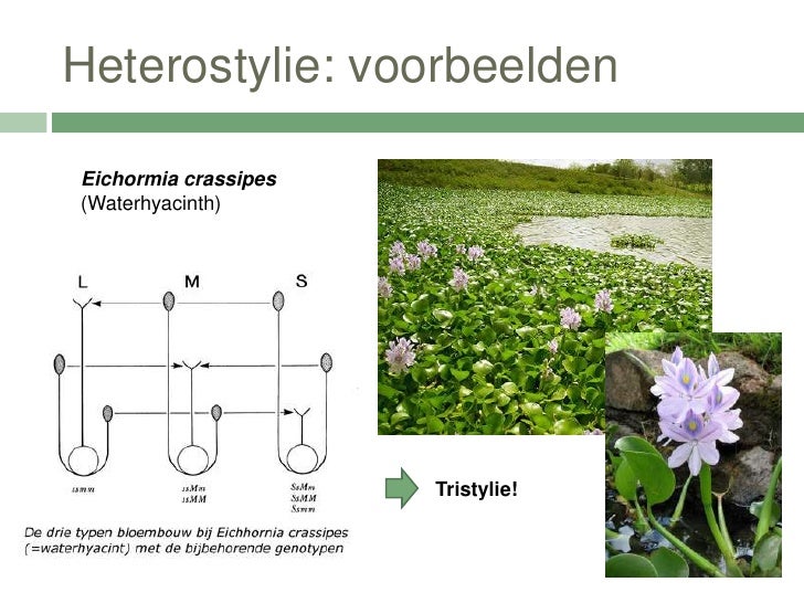Reproductie bij planten