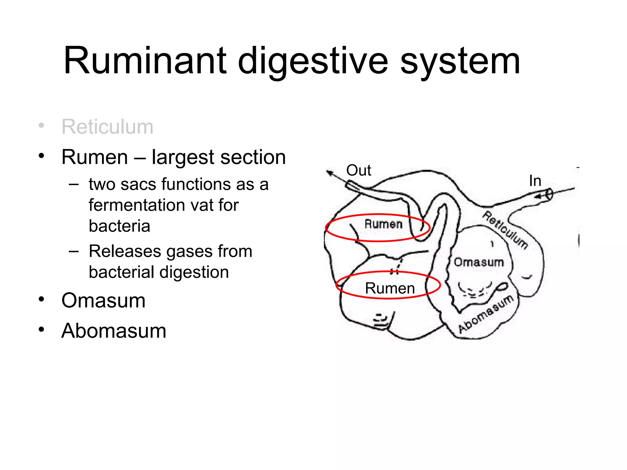 Hoofed mammals 1 | PPT