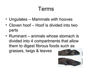 Hoofed mammals 1 | PPT