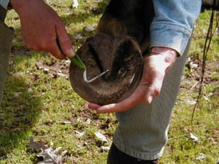 Hoof picking | PPT
