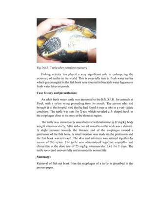Hook retrieval from esophagus of turtle | DOC