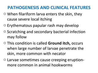 Hook worm | PPT | Medical Health