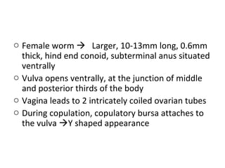 Hook worm | PPT