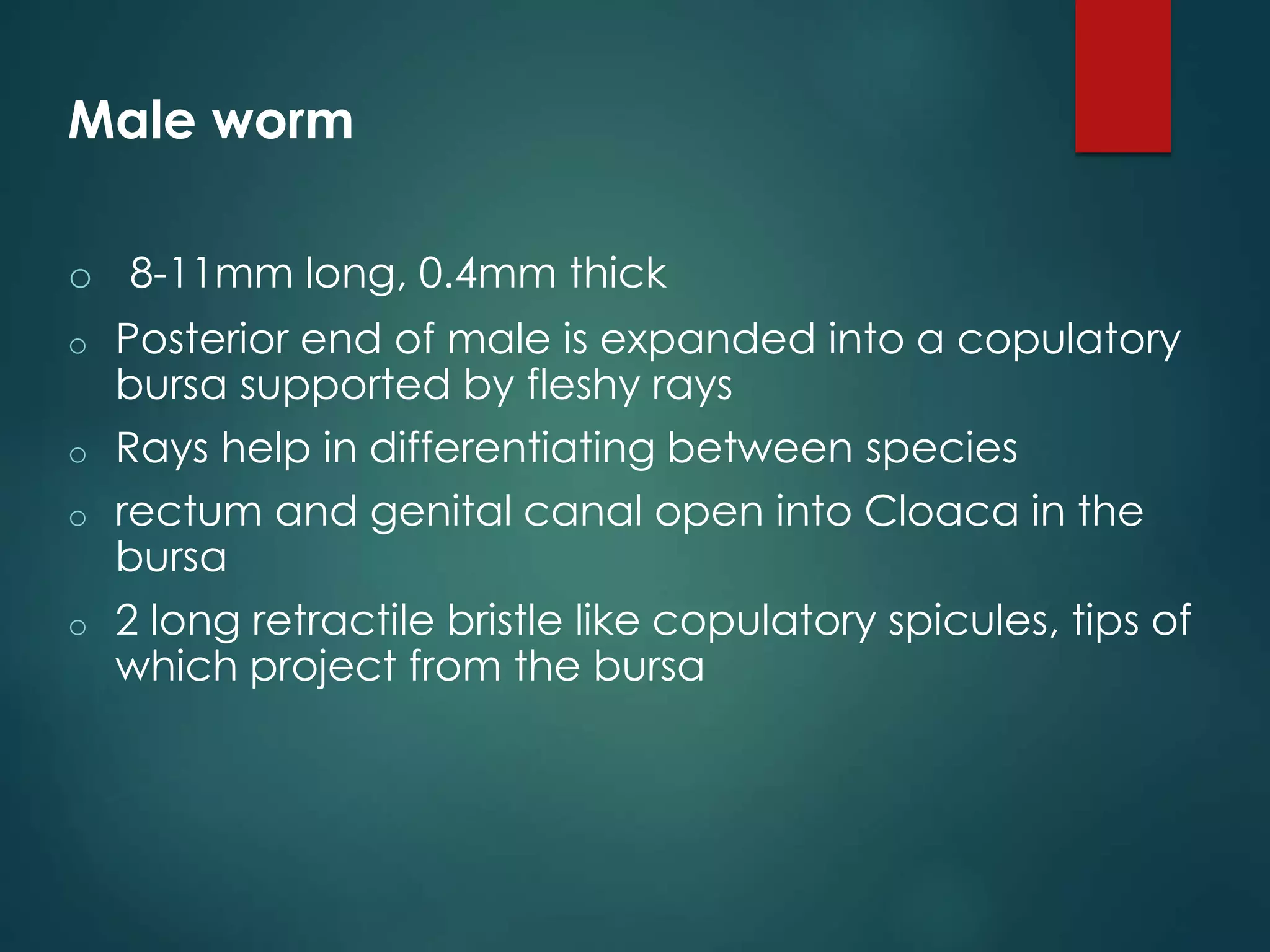 Hook worm | PPTX
