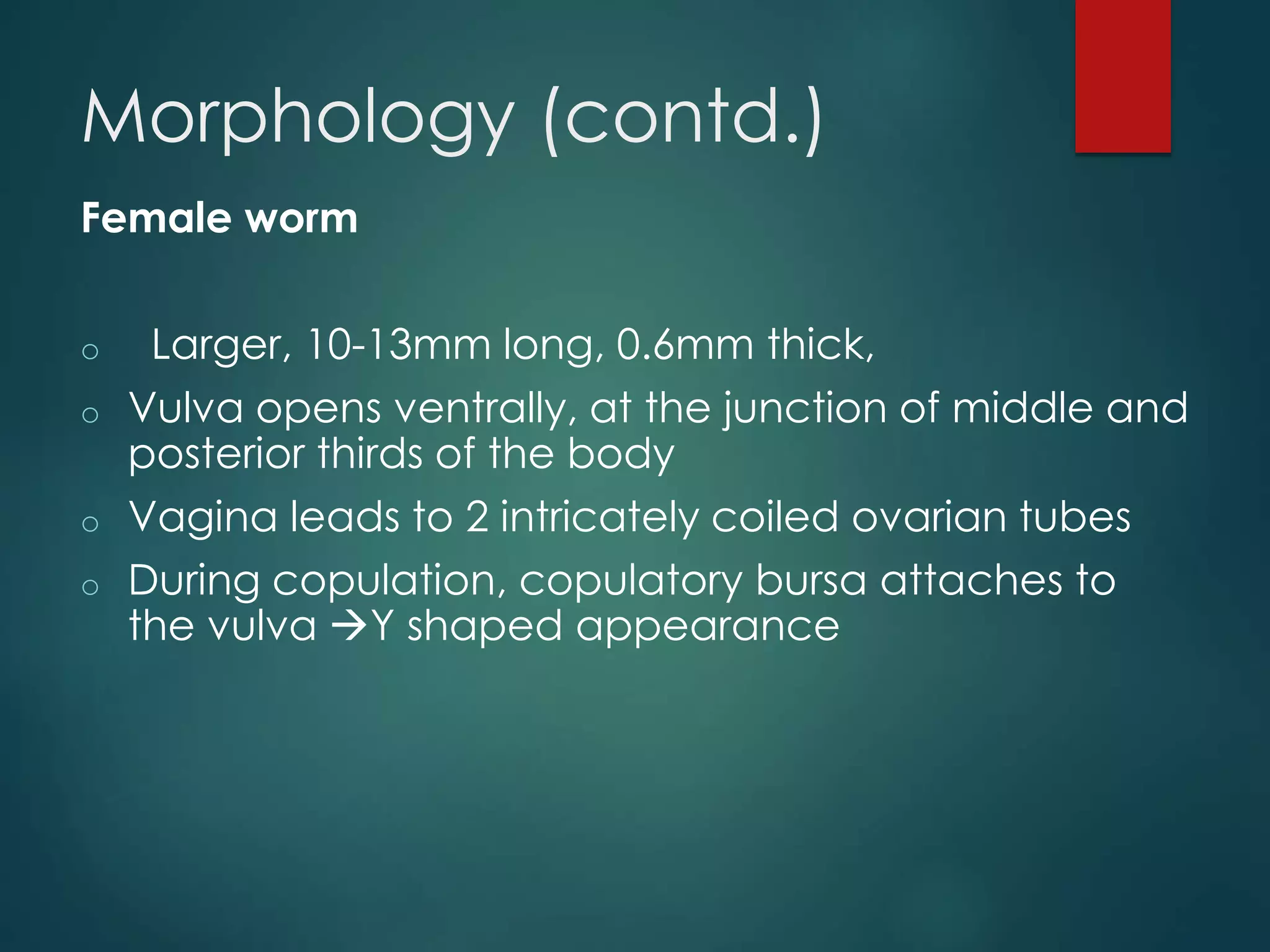 Hook worm | PPTX