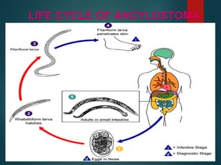 Hookworm Life Cycle Diagram