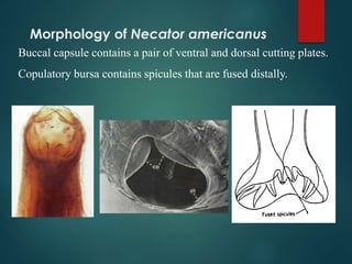 Necator Americanus Buccal Capsule