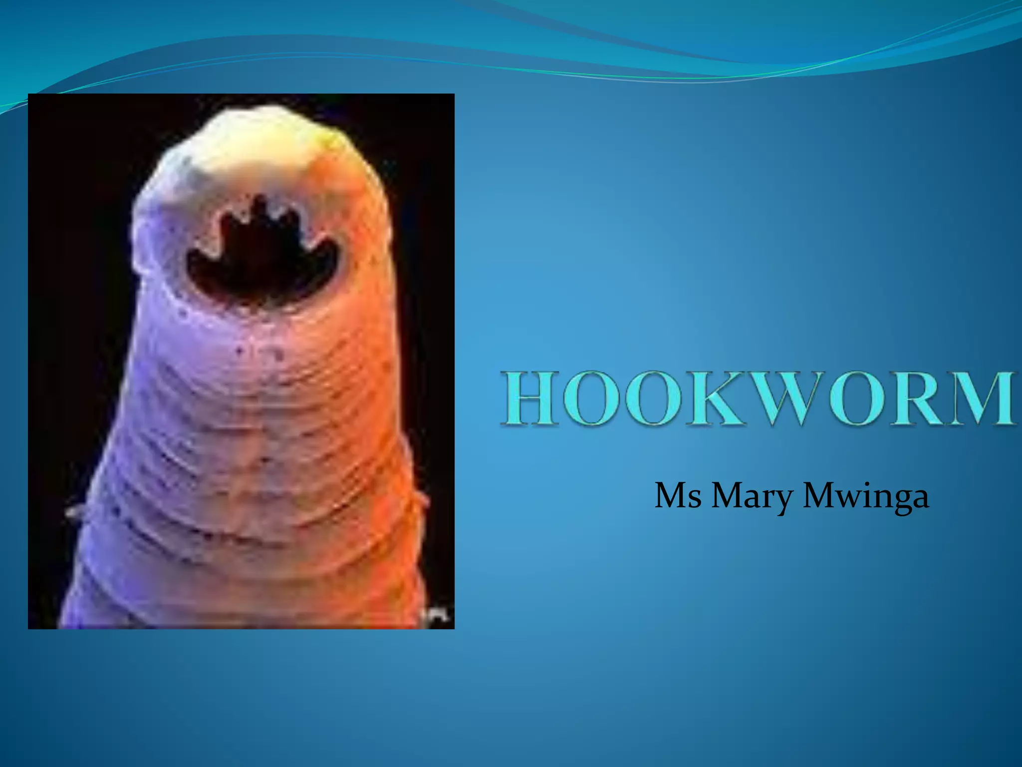 Hookworm | PPTX
