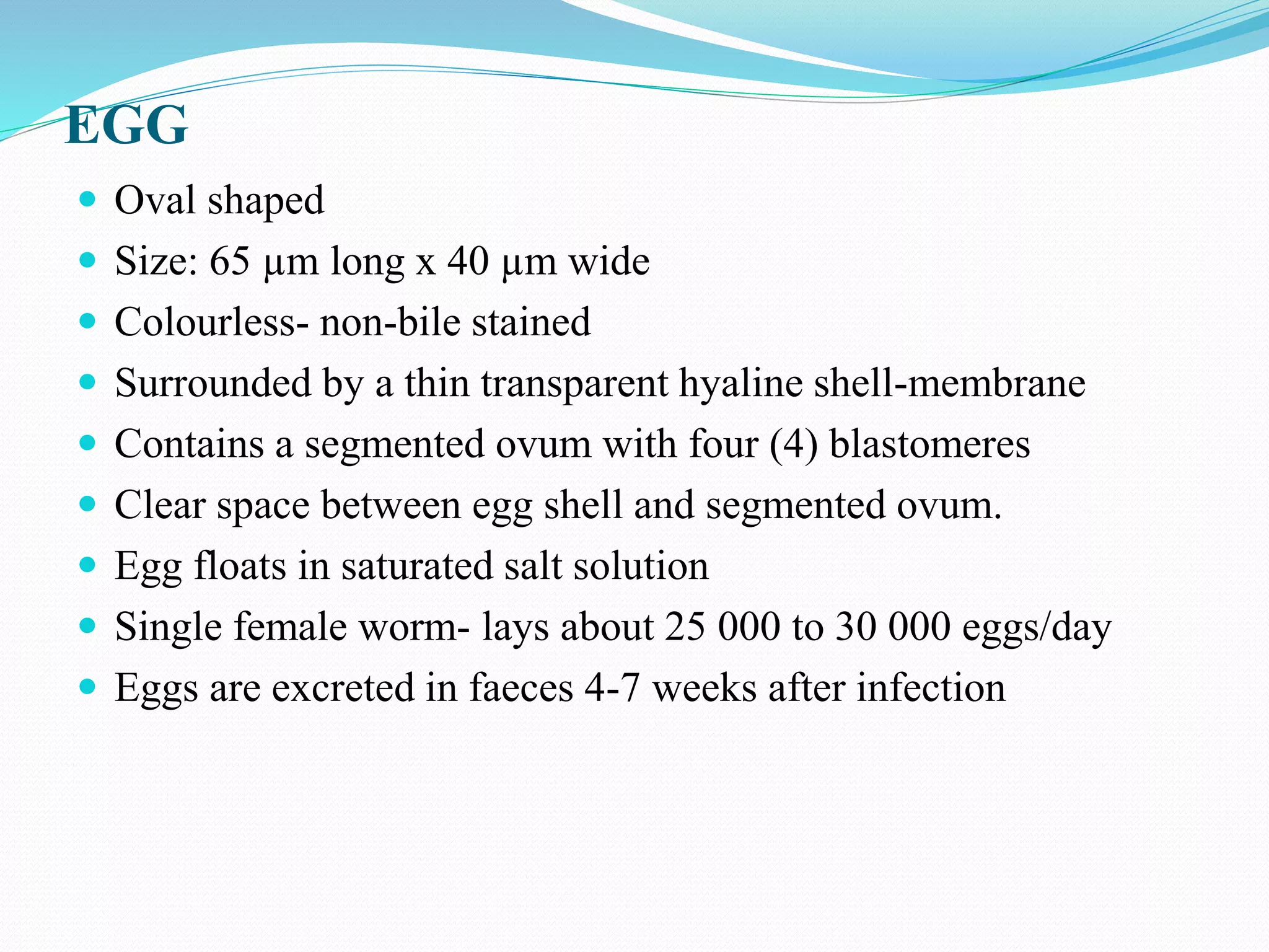 Hookworm | PPTX