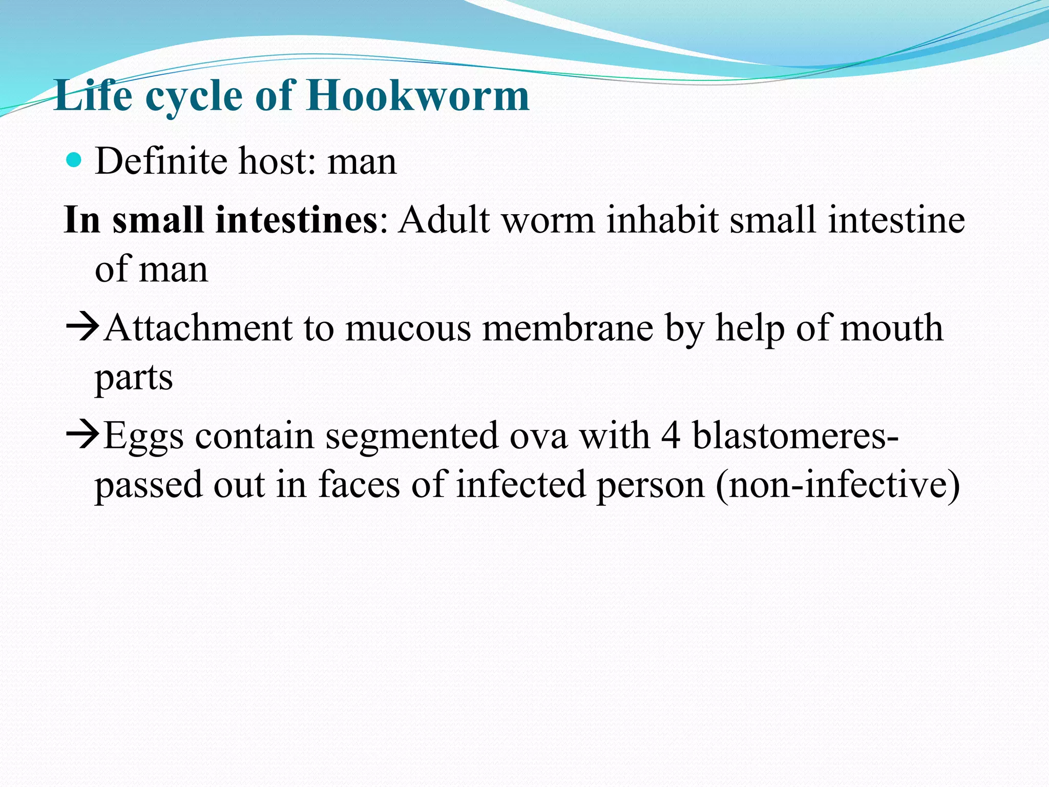 Hookworm | PPTX