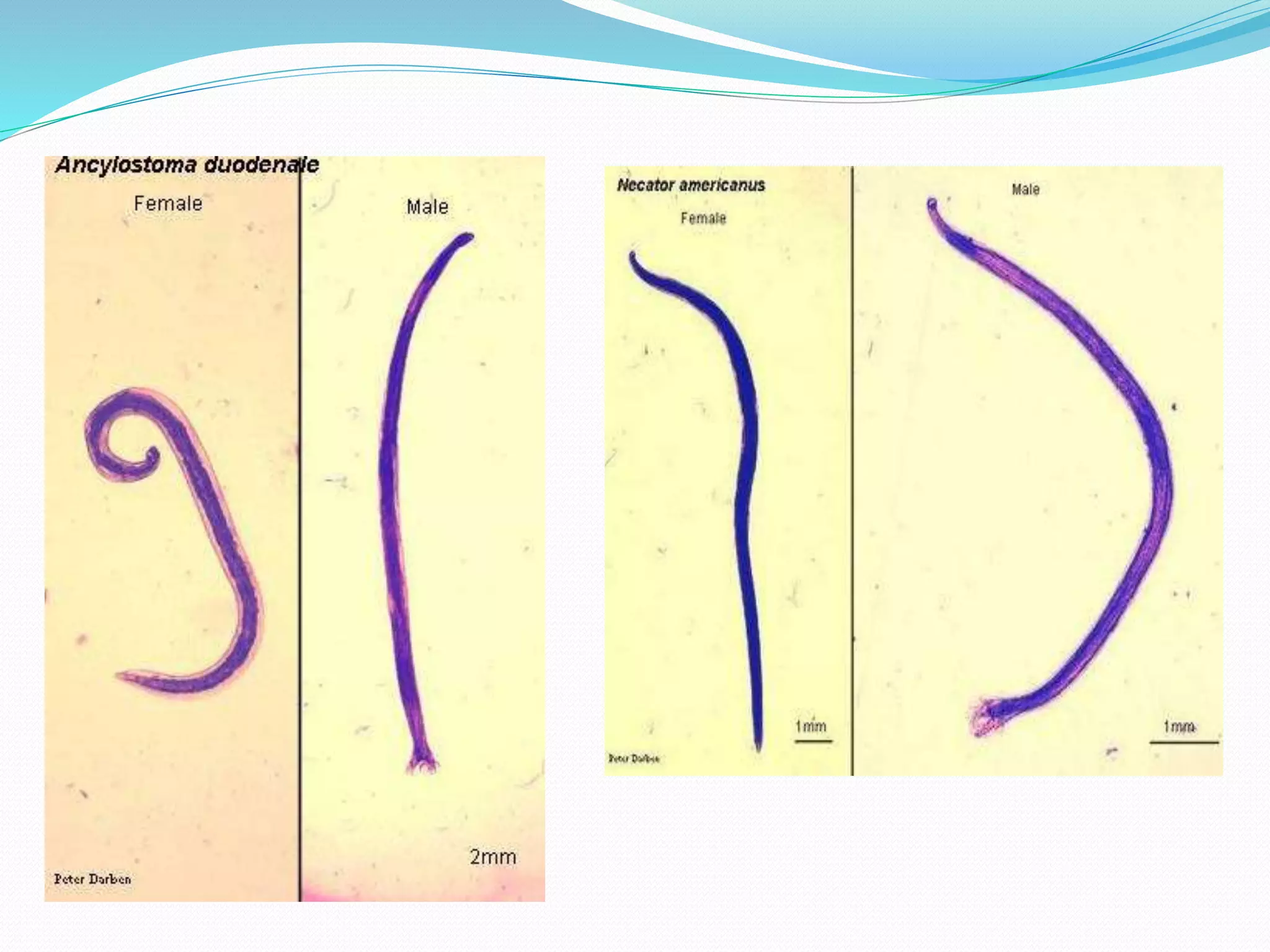 Hookworm | PPTX