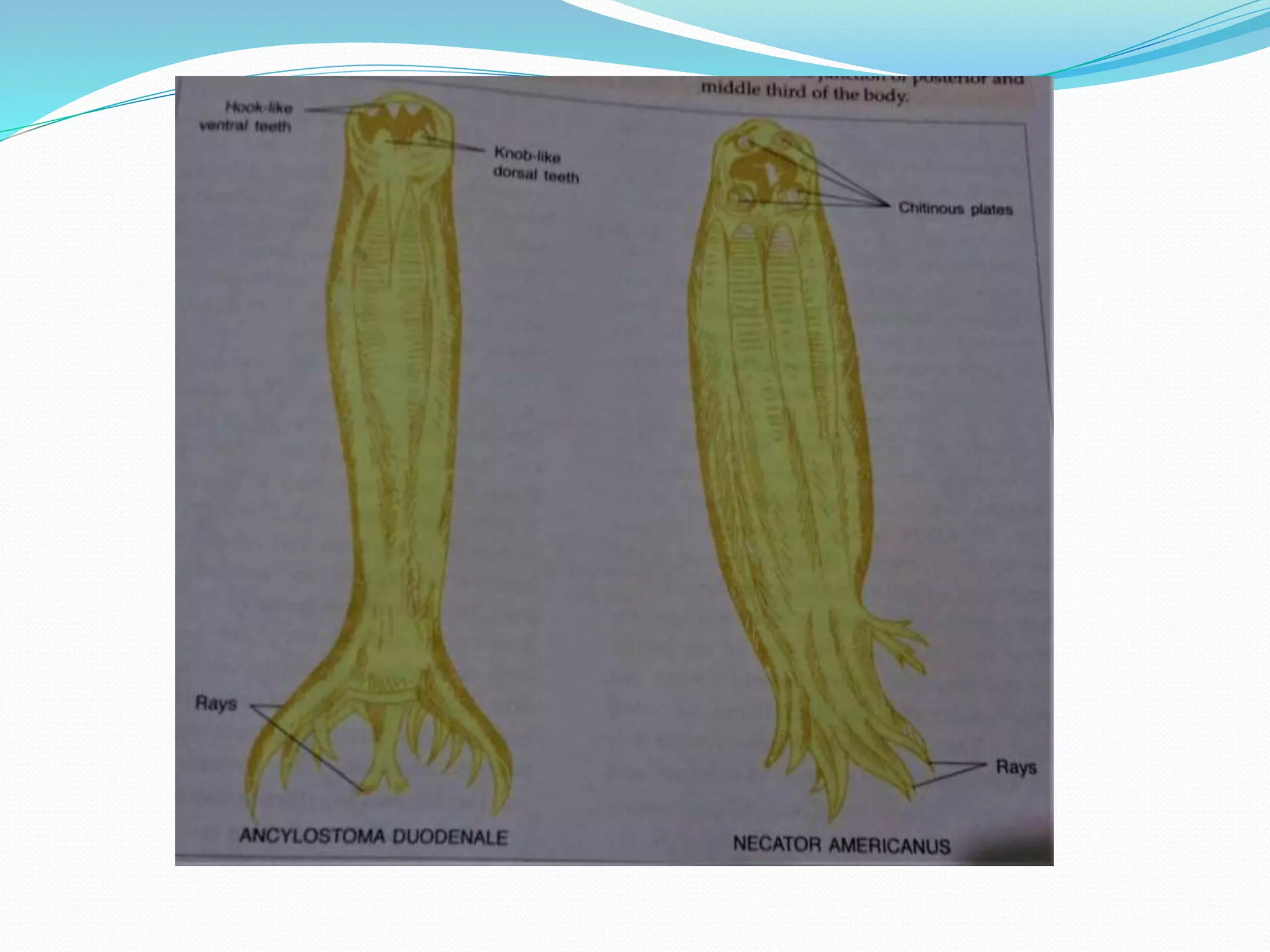 Hookworm Pptx