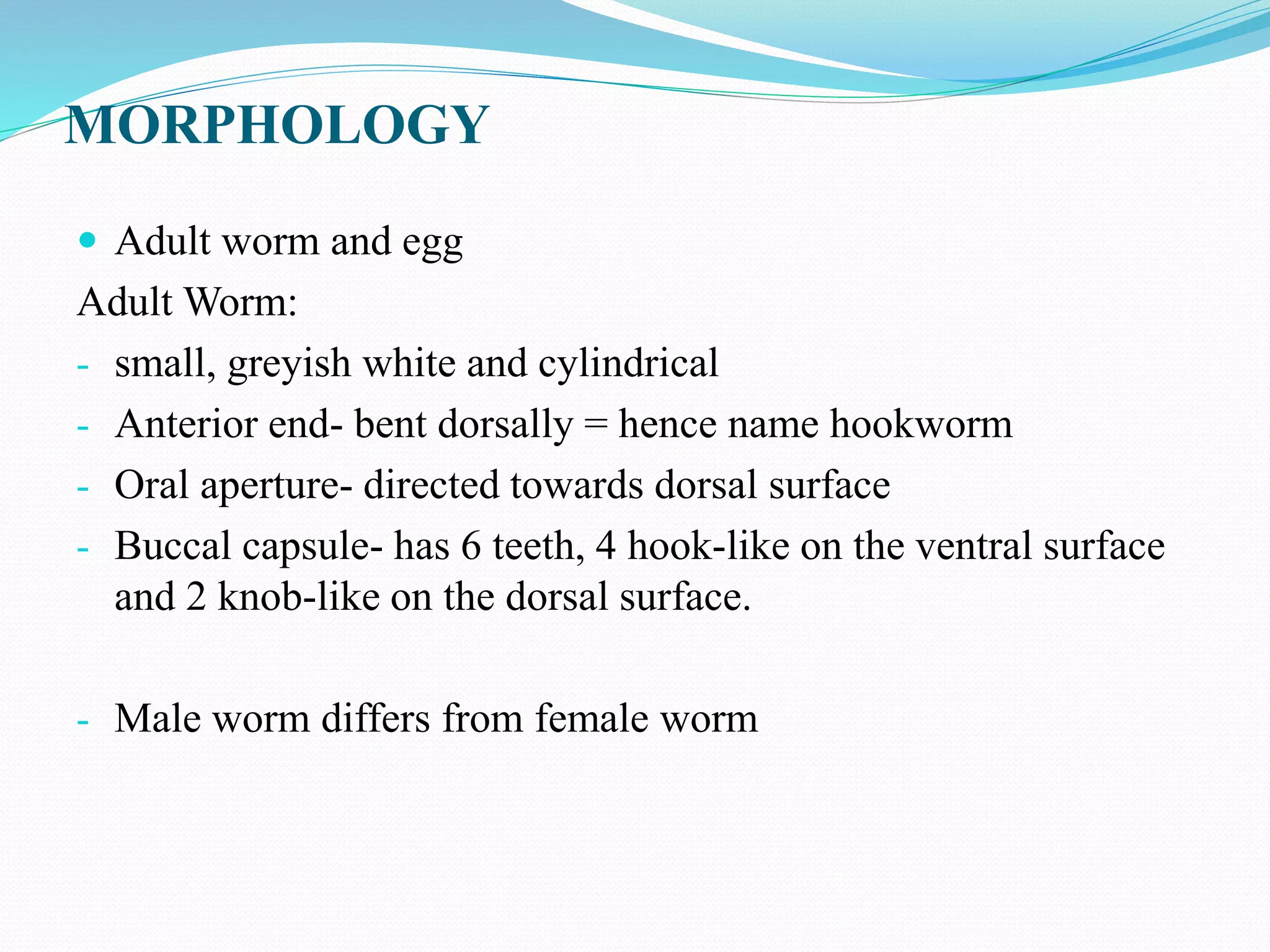 Hookworm | PPTX