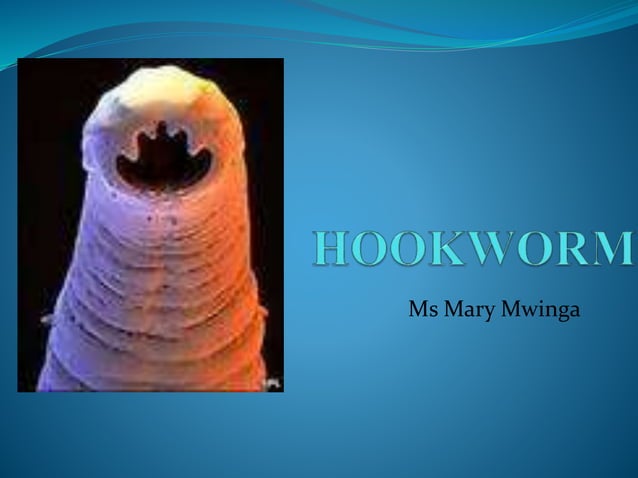 Hookworm | PPTX | Infectious Diseases | Diseases and Conditions
