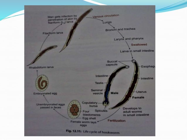 Hookworm | PPTX | Infectious Diseases | Diseases and Conditions