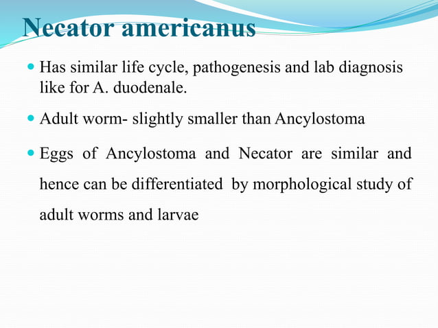 Hookworm | PPTX | Infectious Diseases | Diseases and Conditions