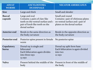 Ancylostoma Duodenale And Necator Americanus