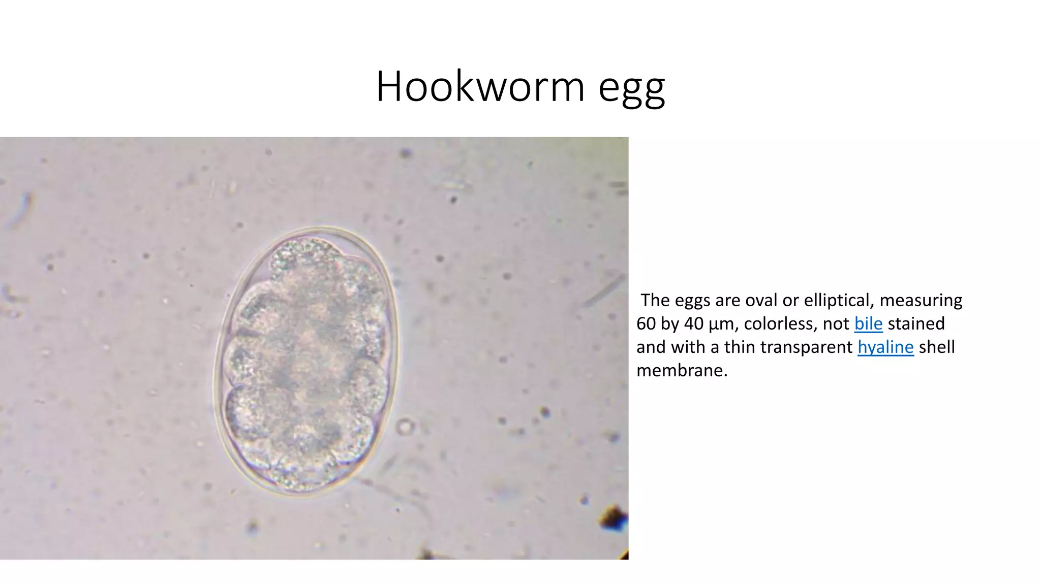 Hookworm | PPTX