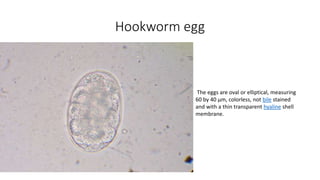 Hookworm | PPTX