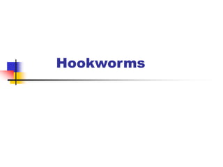 Parasitology: Hookworm pptX slides 1.ppt