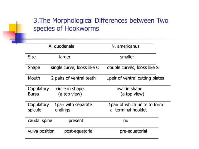Parasitology Hookworm Pptx Slides 1 Ppt