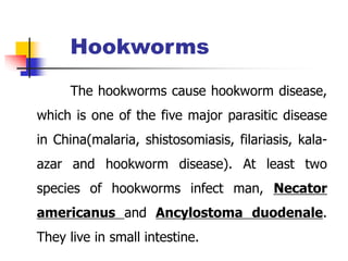 Parasitology: Hookworm pptX slides 1.ppt