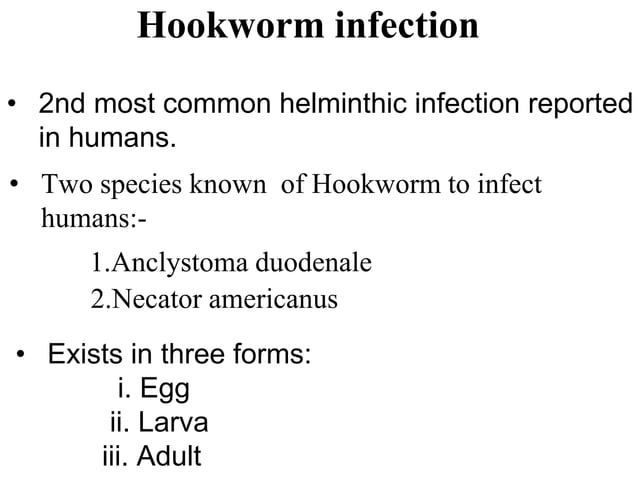 Hookworm as a part of worm infestation and common helminths | PPT