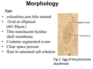Hookworm as a part of worm infestation and common helminths | PPT