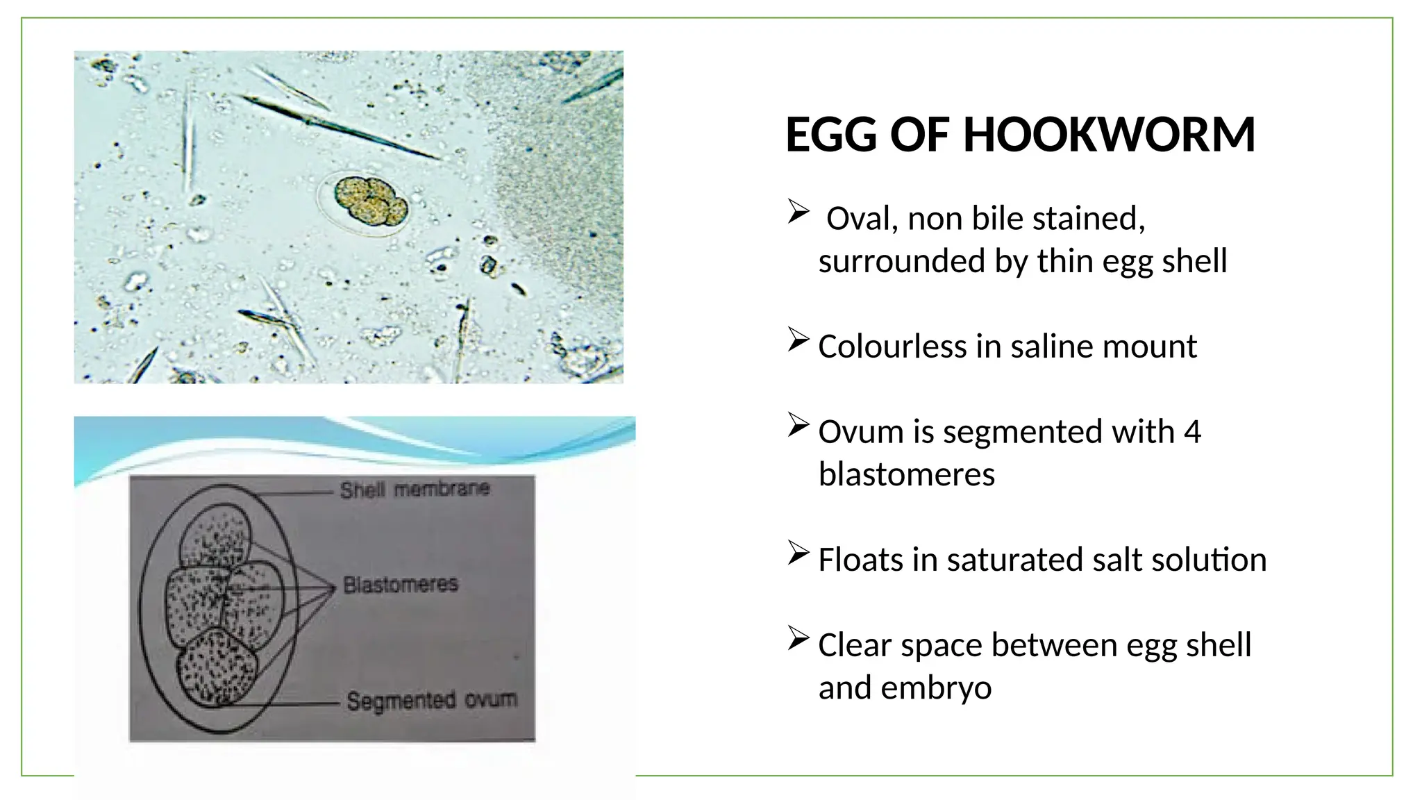 hookworm epidemiology and levels of prevention | PPTX