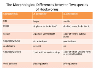 Hookworm presentation | PPTX