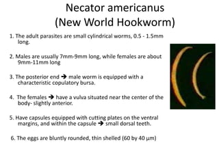 Hookworm presentation | PPTX