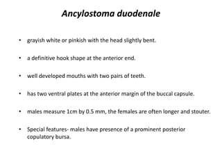 Hookworm presentation | PPTX