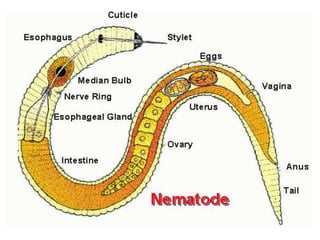 Nematoda Hookworm