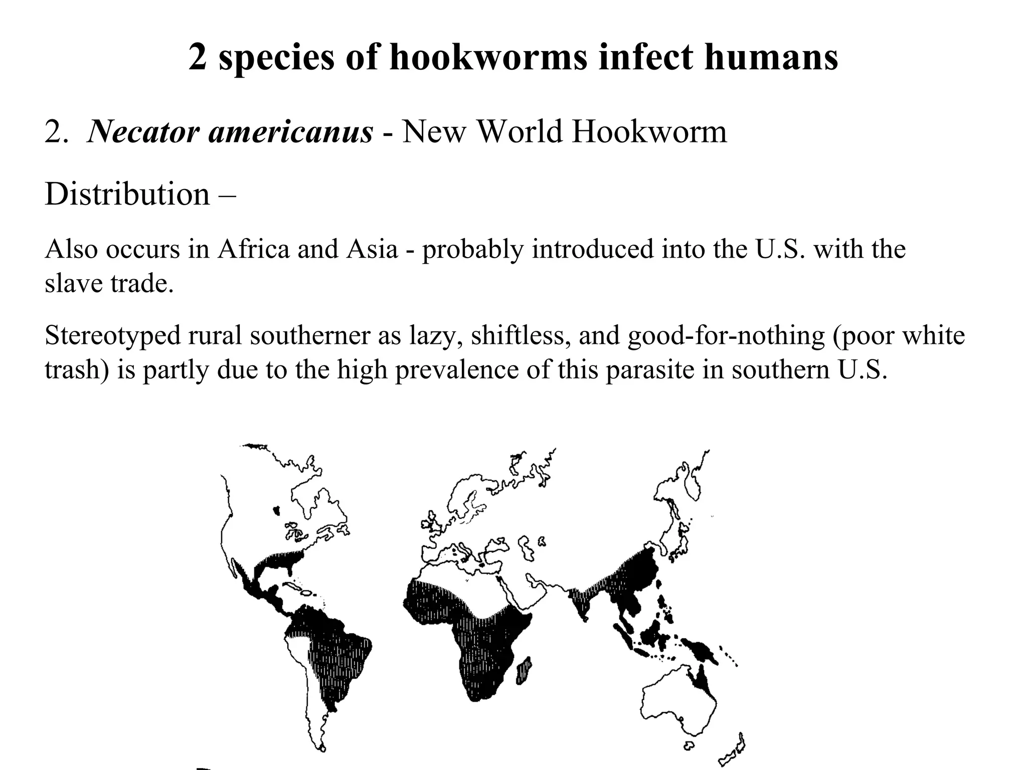 Hookworms | PPT
