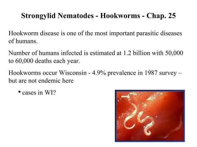 Hookworms | PPT | Infectious Diseases | Diseases and Conditions