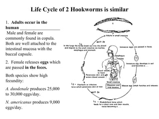 Hookworms | PPT