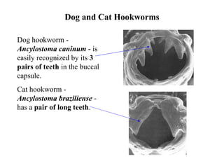 Ancylostoma Braziliense Buccal Capsule