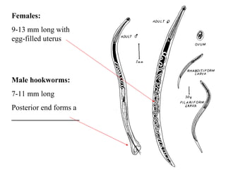 Hookworm Diagram