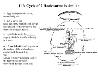 Hookworm Life Cycle Diagram