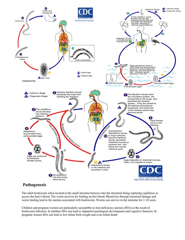 Hookworms | DOC