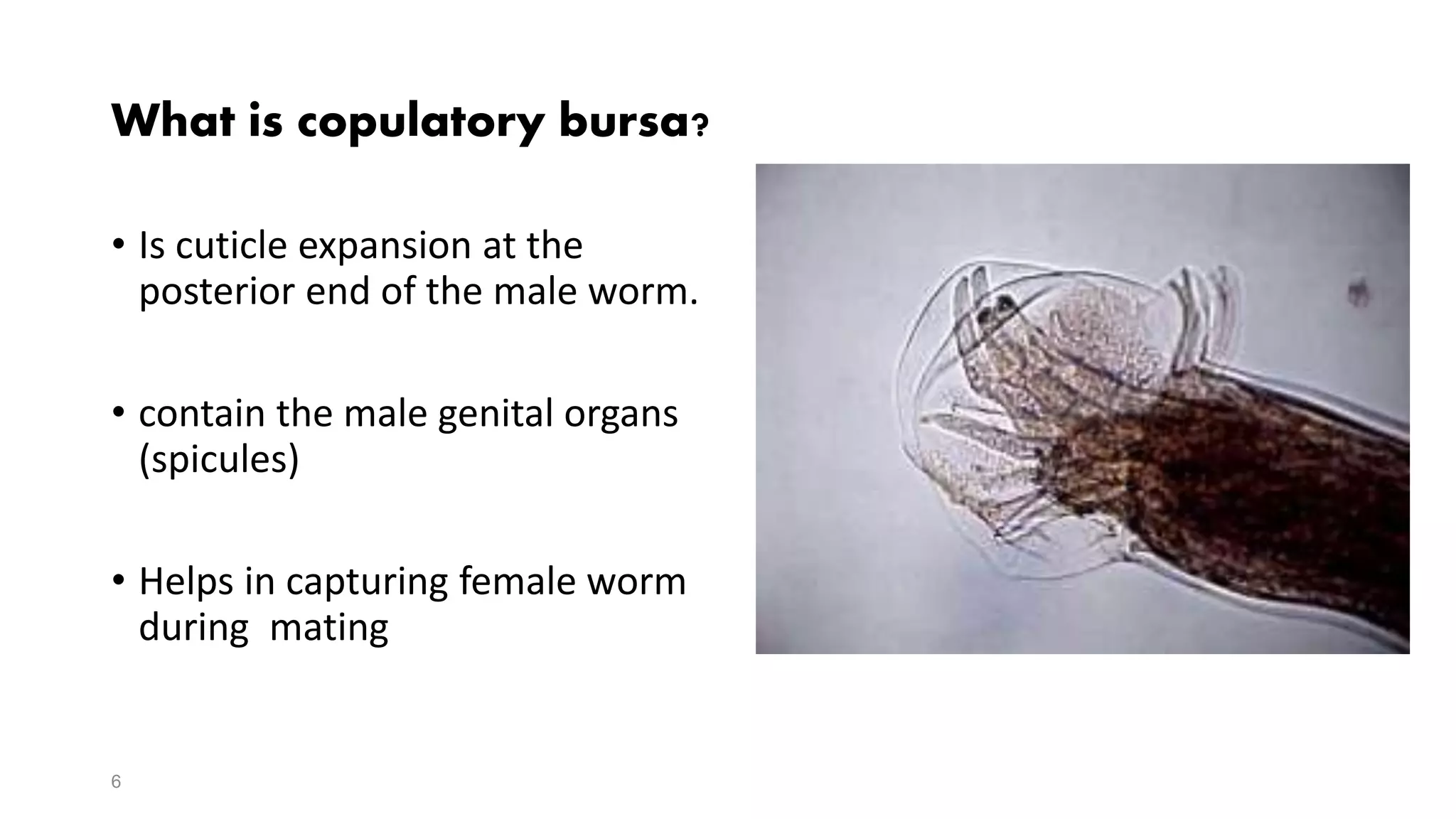 Hookworms Pptx Digestive Disorders Diseases And Conditions
