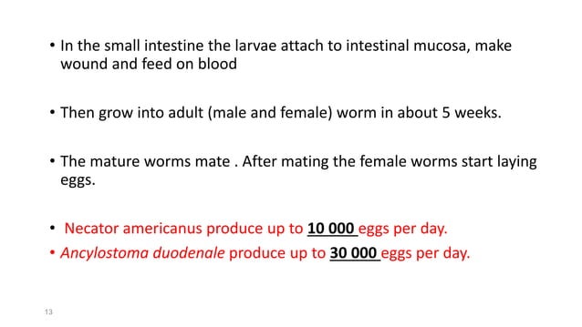Hookworms Pptx Digestive Disorders Diseases And Conditions