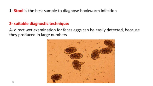 Hookworms | PPTX | Digestive Disorders | Diseases and Conditions