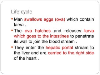 HOOK WORMS AND ASCARIASIS, medical Surgical Nursing course | PPT